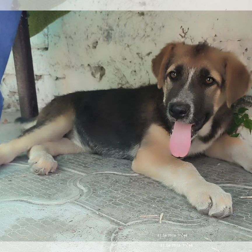 Щенок в добрые руки