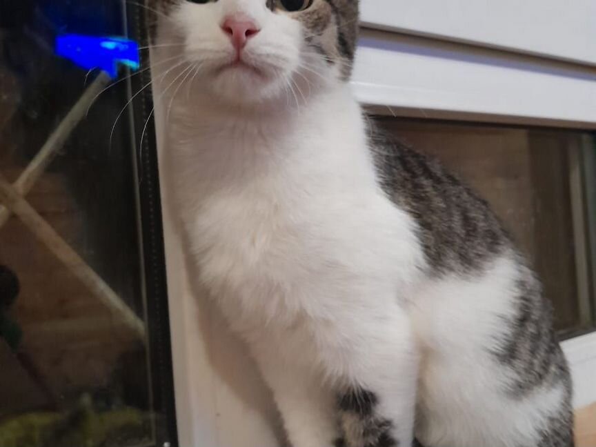 Кошка в дар