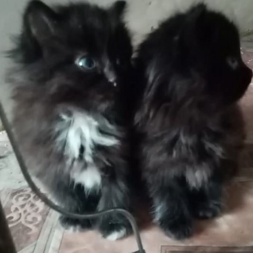 Отдам котят в добрые руки от ловчей умной кошки