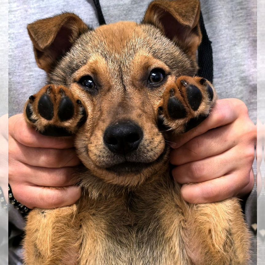 Щенок в добрые руки