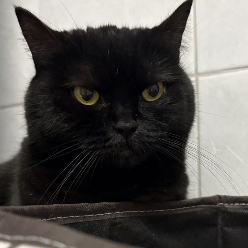 Взрослая, кошка в добрые руки