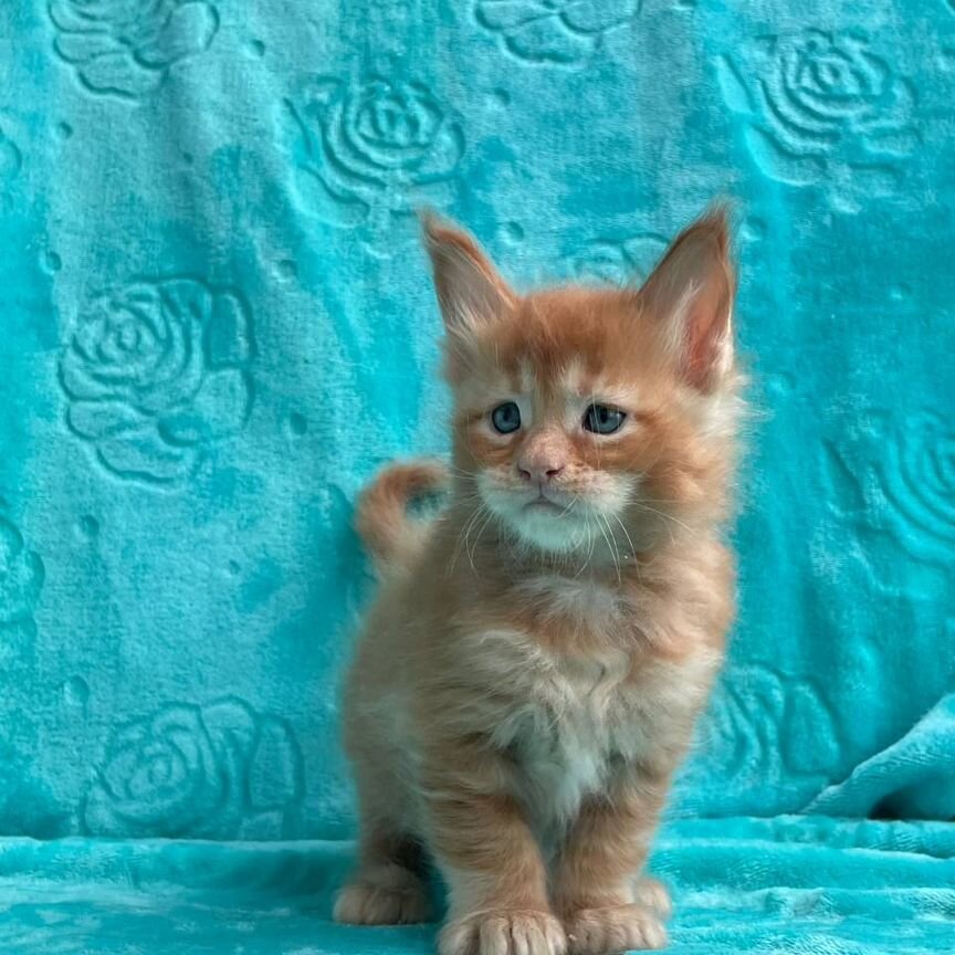 Котик мейн-кун