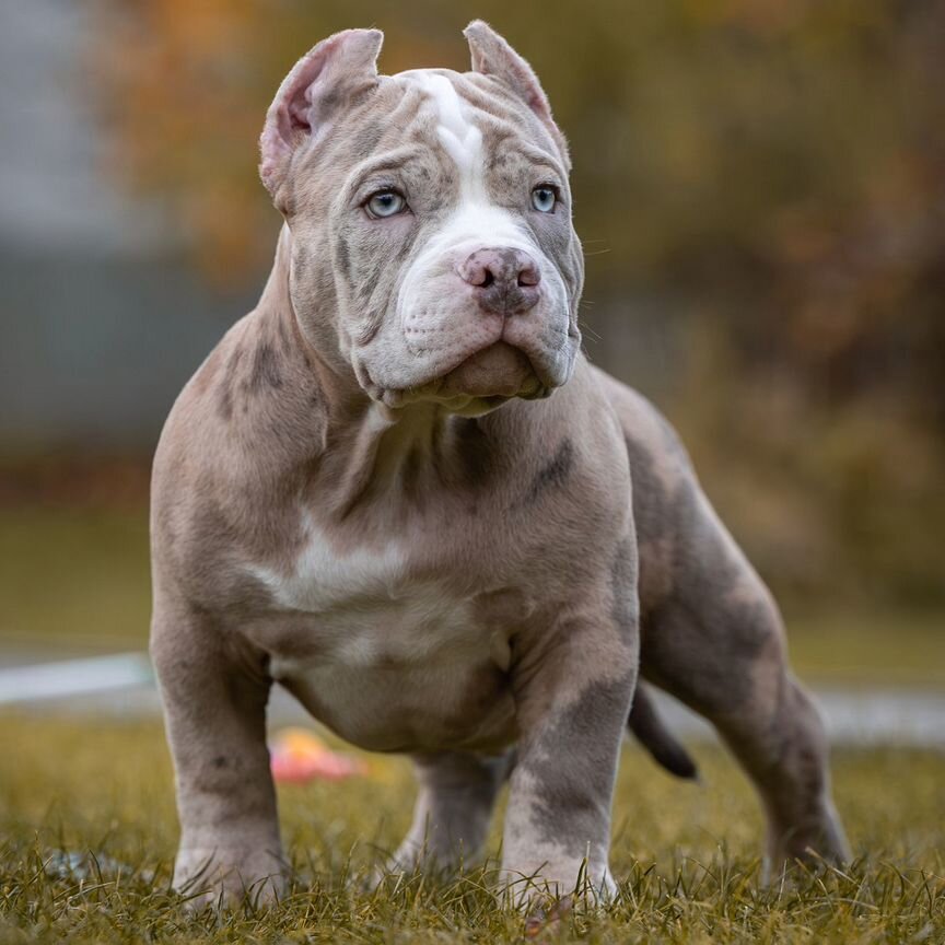 Американский булли, щенок