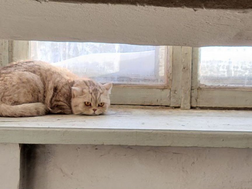 Кошку обидели