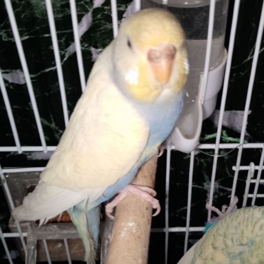 Волнистый попугай