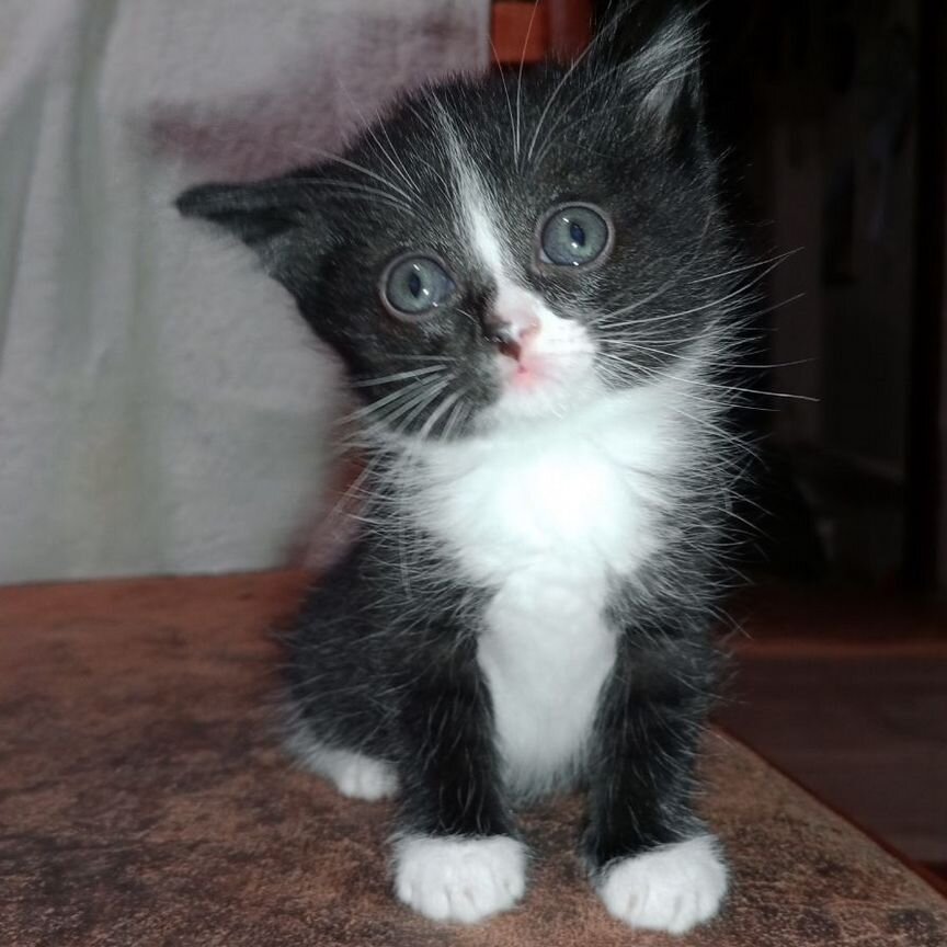 Домашние животные котята