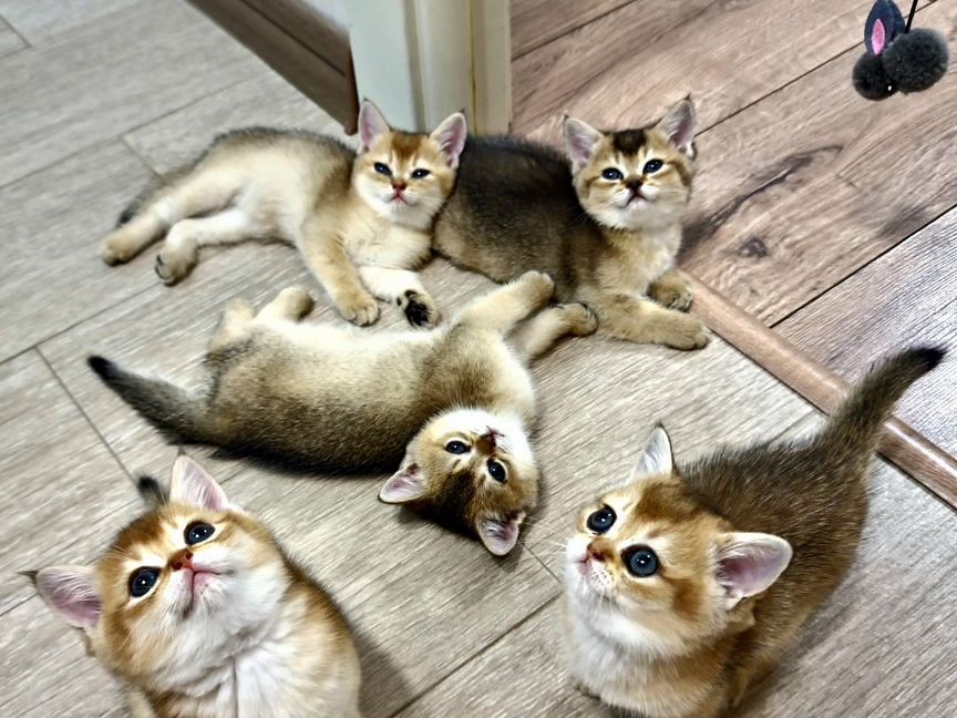 Британские золотые шиншиллы