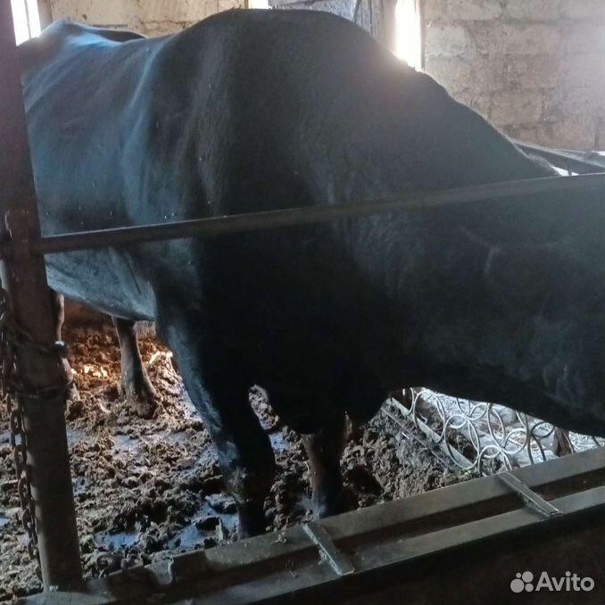 Быки на племя