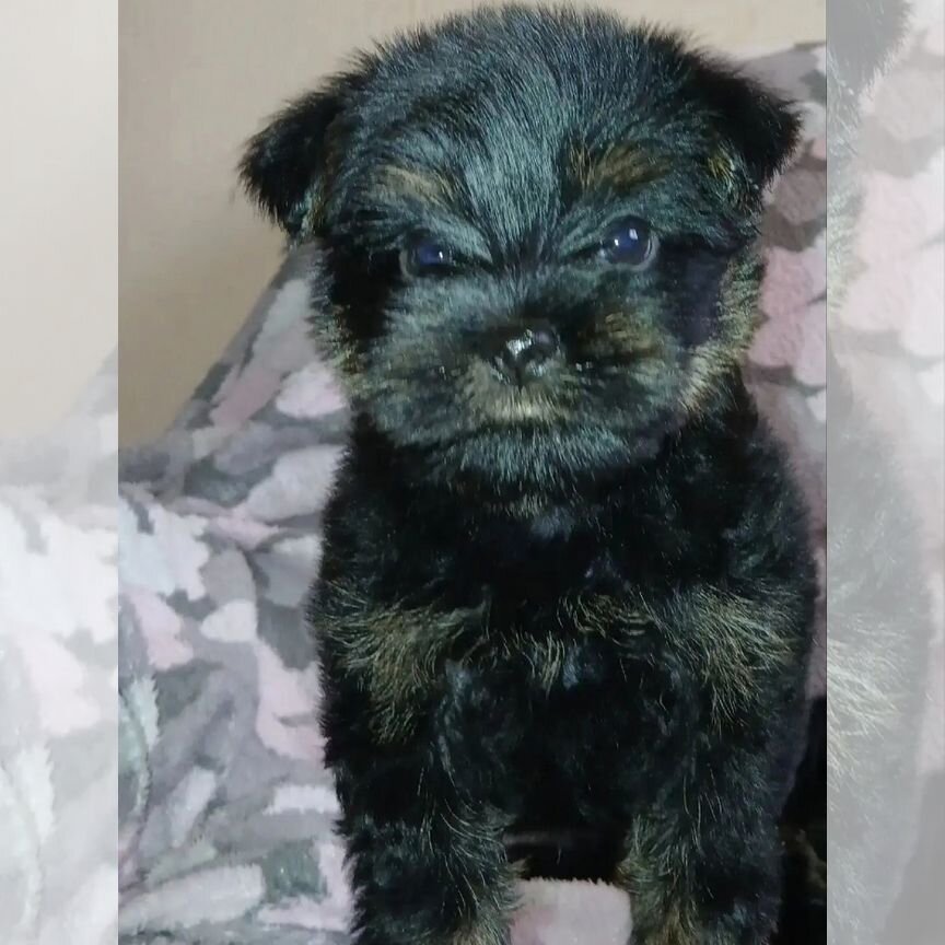 Йоркширский терьер, щенок