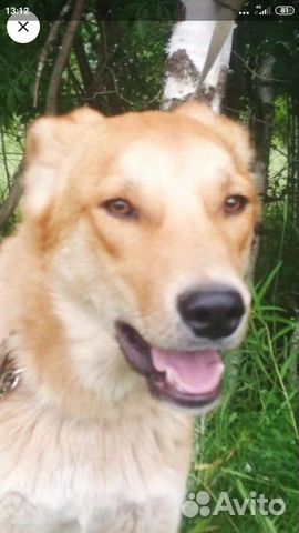 Собака Марик в добрые руки