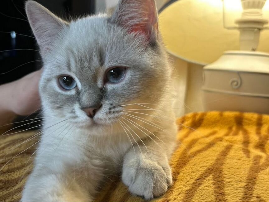 Британский кот