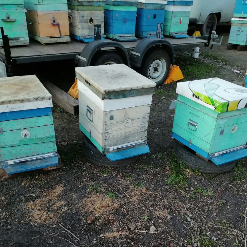 Пчело семьи зимовалые