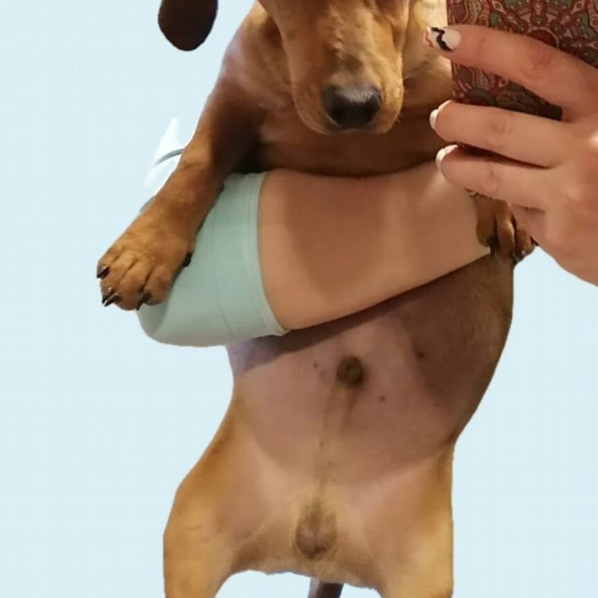 Пристраивается в добрые руки