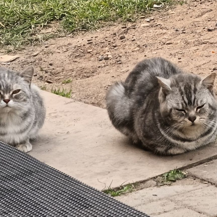 Шотландский прямоухий короткошёрстный кот, взрослый