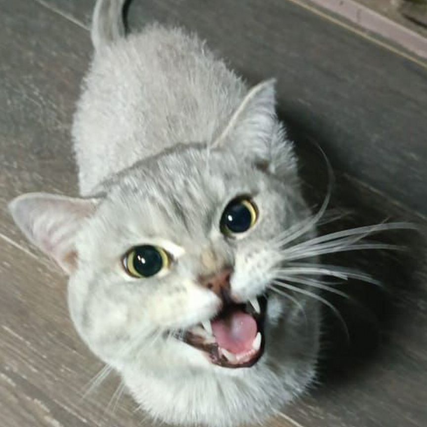 Найдена кошка кот