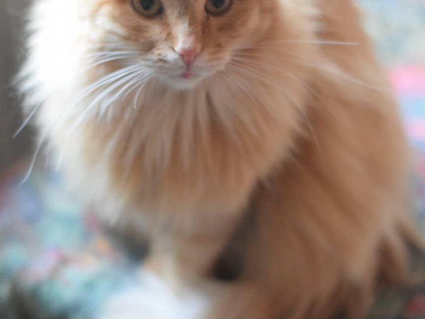 Сибирская кошка