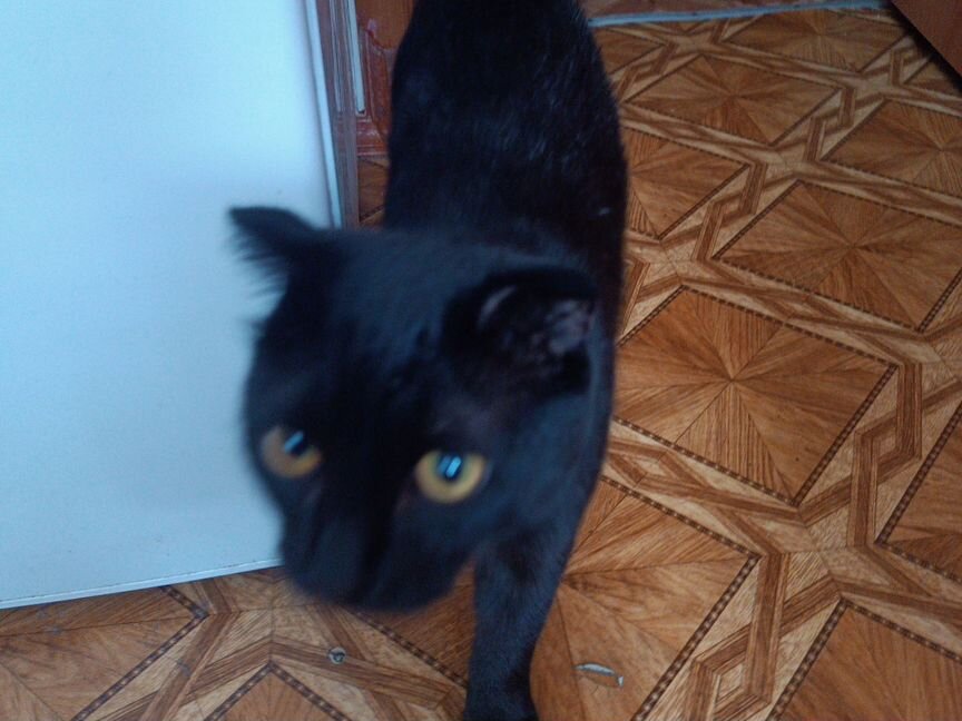 Кот