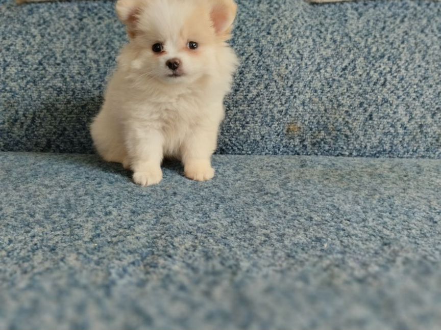 Померанский шпиц