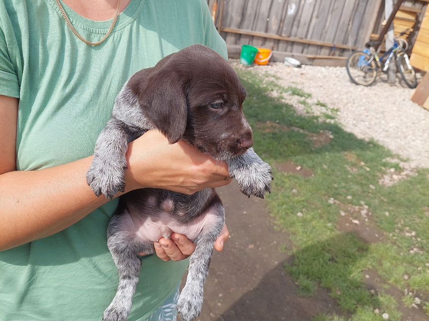 Щенки породы дратхаар, продам