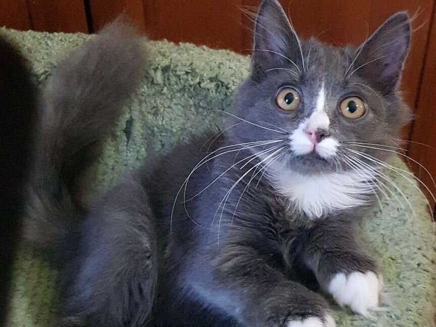 Сибирский котенок мальчик Пушок 3мес привит