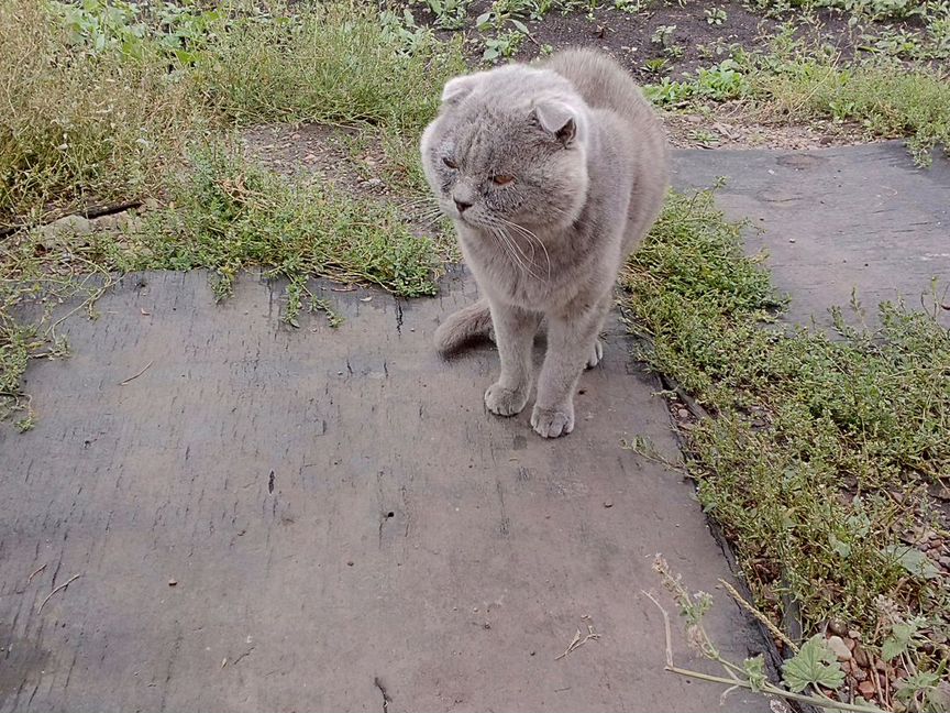Отдам в добрые руки