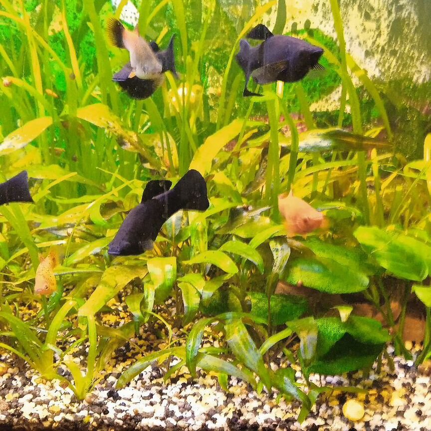 Аквариумные рыбки