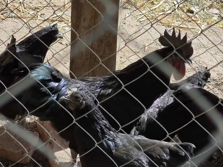 Семья Ухей Илюй 9 кур и петушок