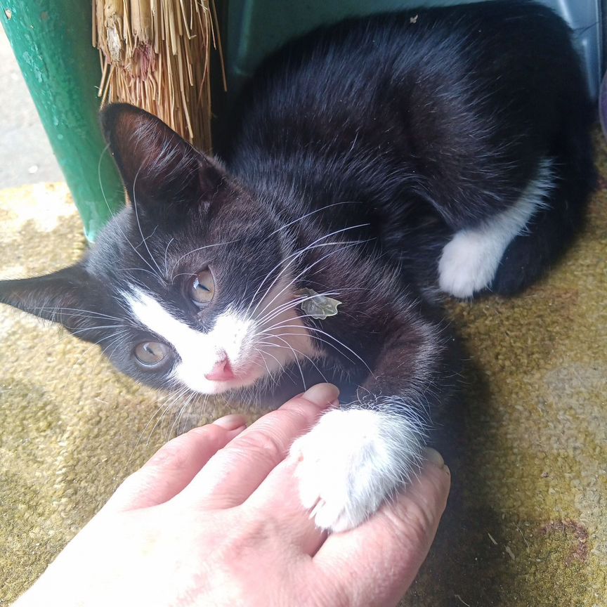 Котята Дворяне