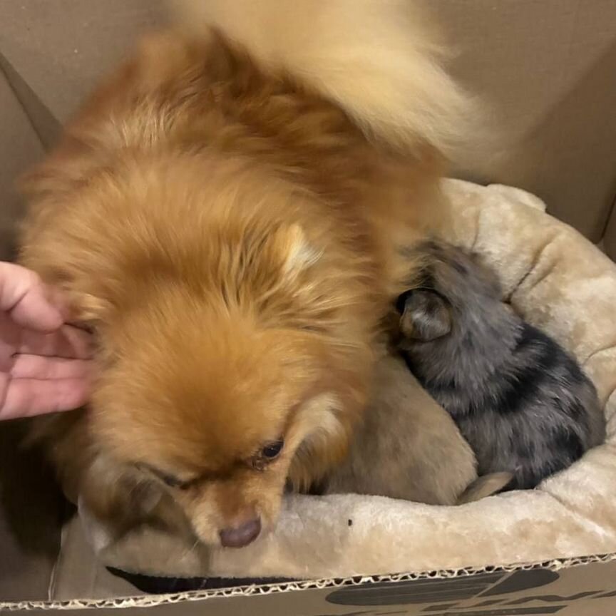 Немецкий шпиц, щенок