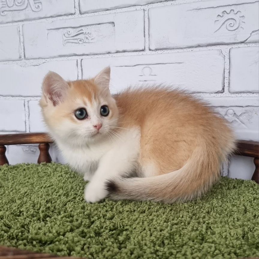 Котёнок золотая шиншилла