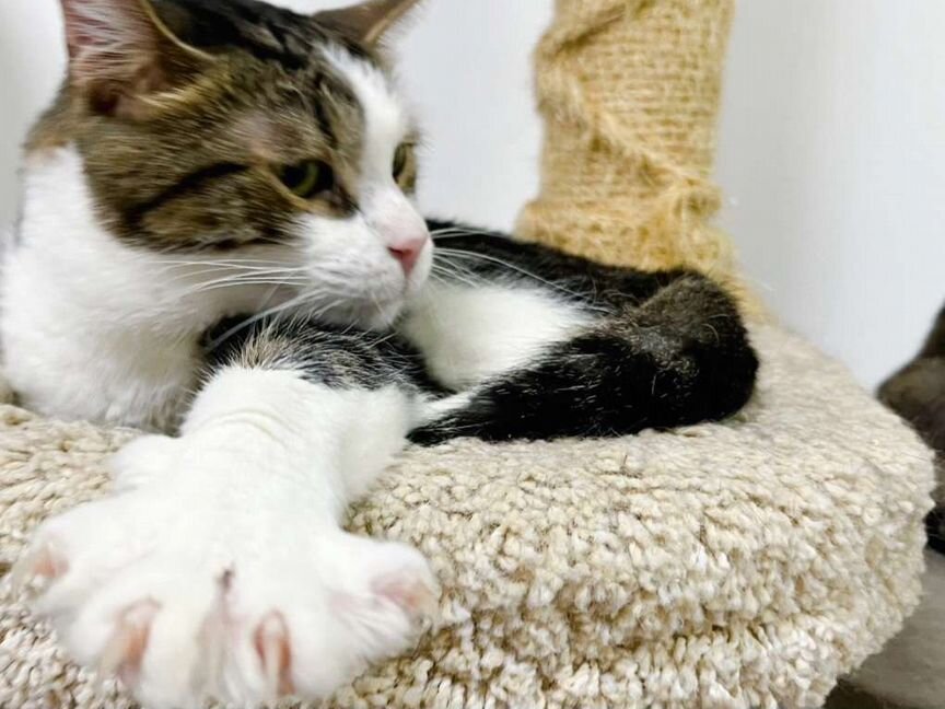 Кошка, кот, котенок