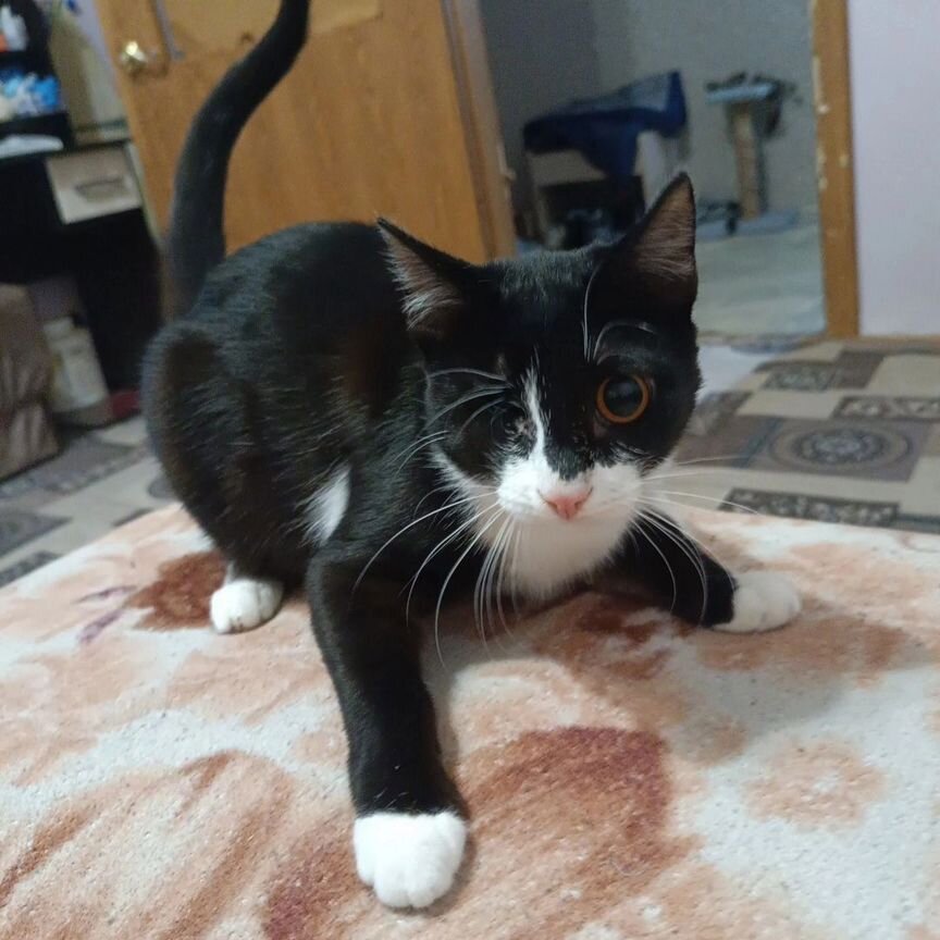 Кошечка в ответственные руки