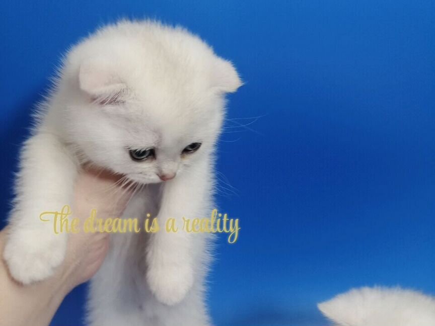 Шотландские Серебристые Шиншиллы, котёнок