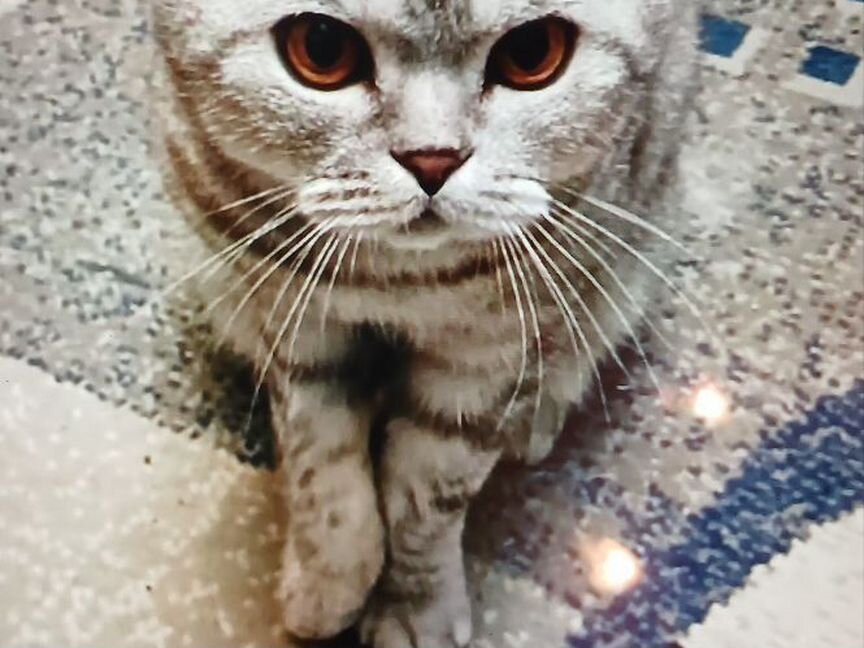 Вислоухий шотландский кот