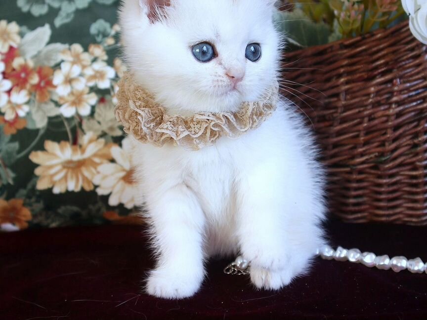 Британские котята