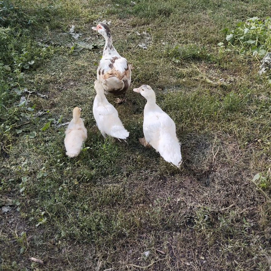 Утята белой индоутки