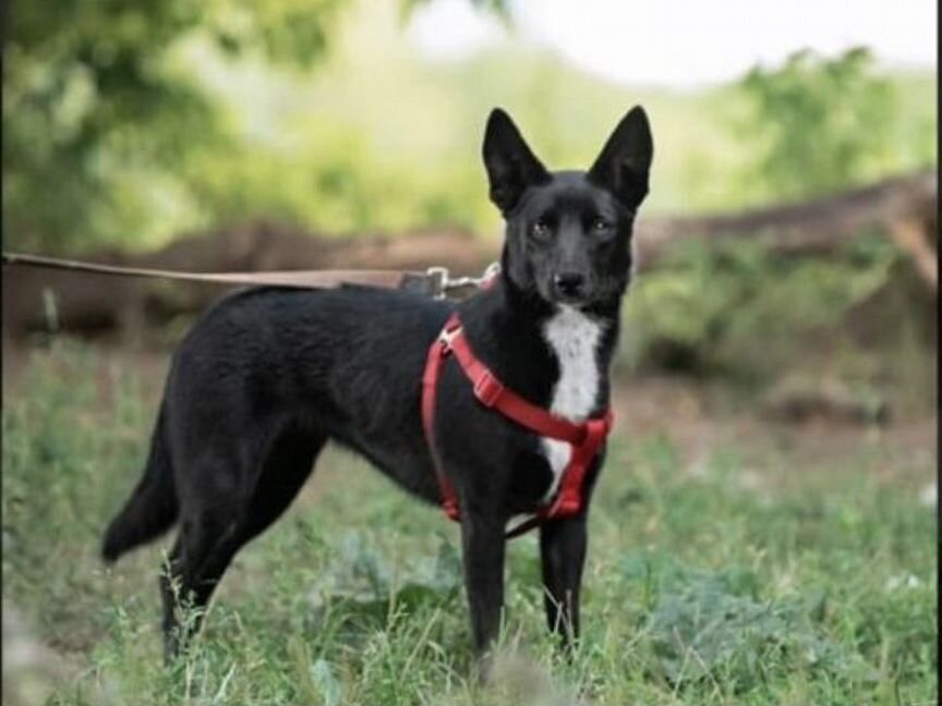 Малышка Тутси ищет дом