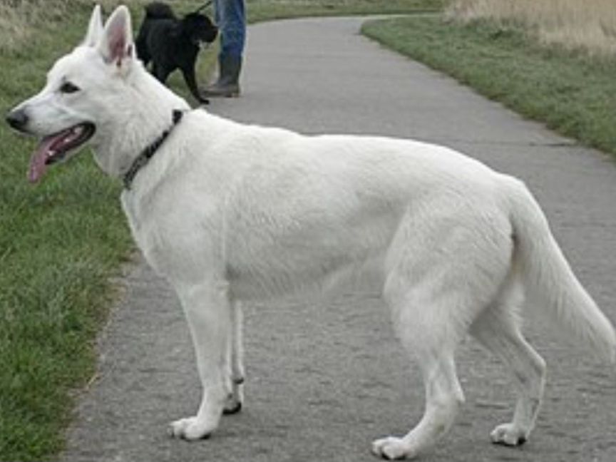 Швейцарская овчарка белая