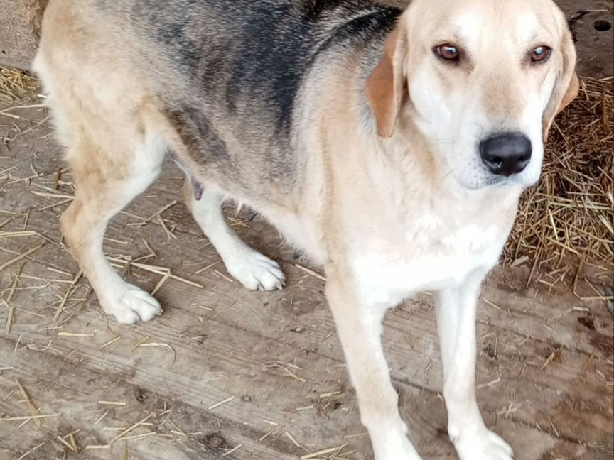 Щенки русской гончей