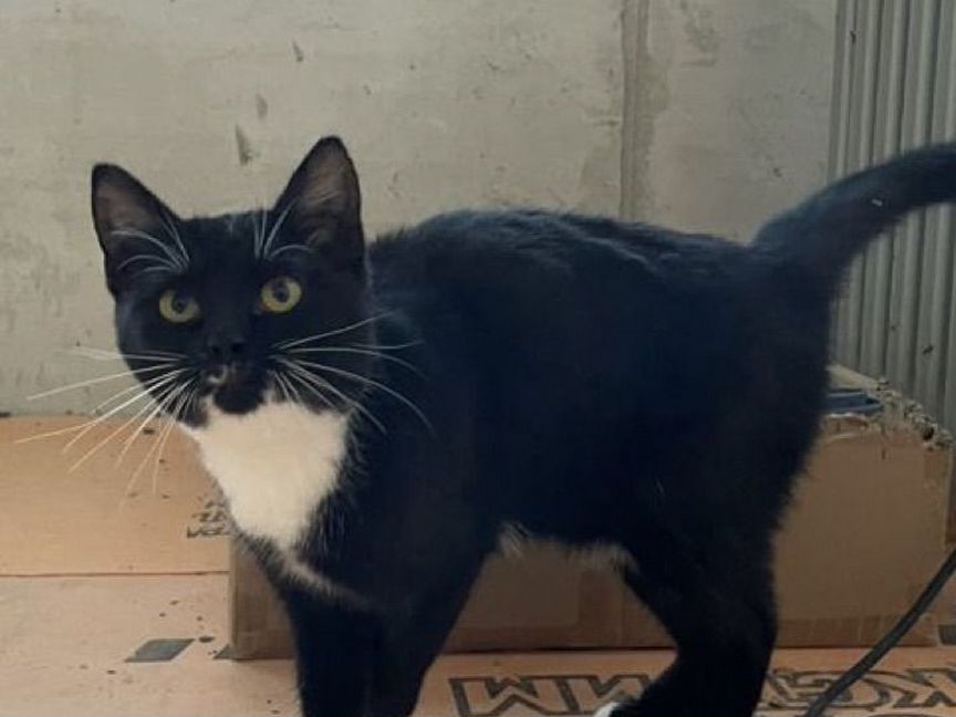 Очень ласковый котенок