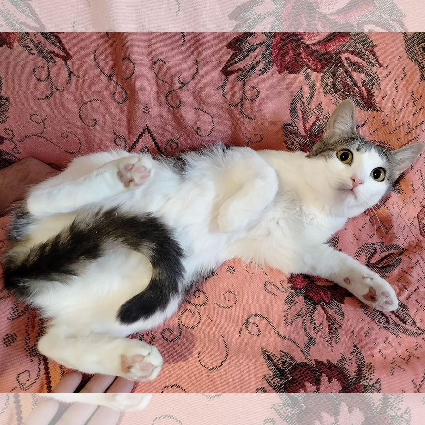 Молодая кошечка в добрые руки