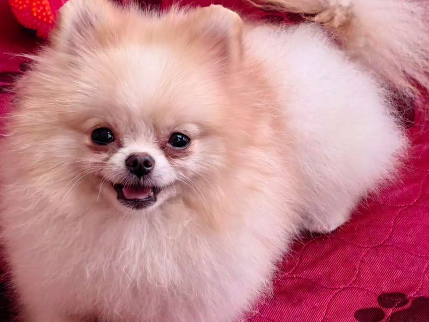 Померанский шпиц мини девочка