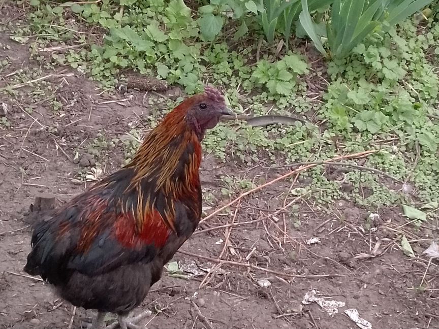 Петух породистый