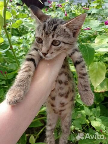 Котенок Ярик