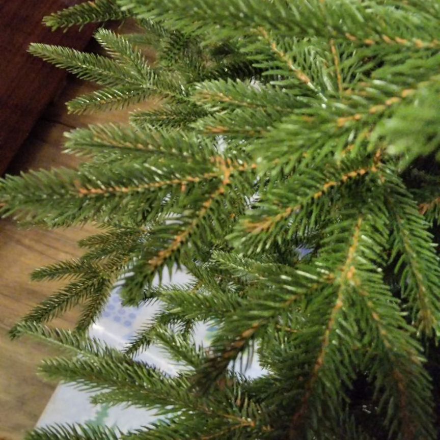 Продам петуха