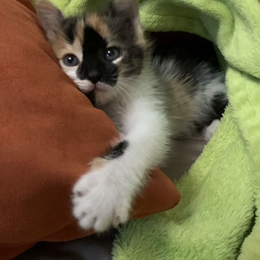 Котенок девочка в добрые руки