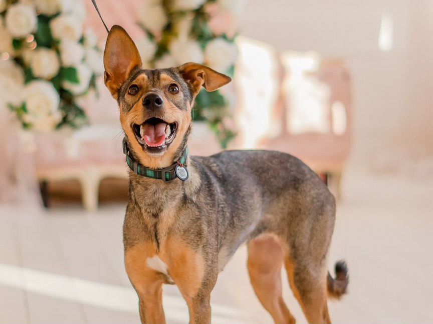 Собака в добрые руки