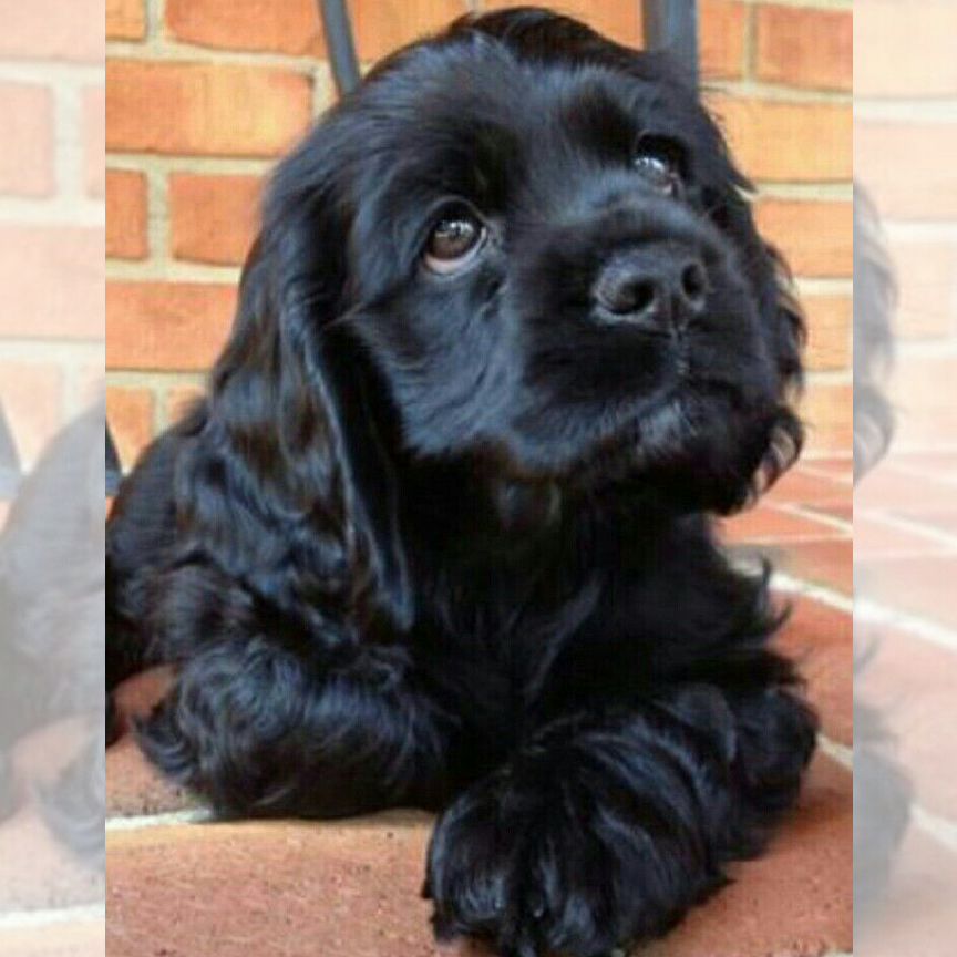 Американский кокер-спаниель, щенок