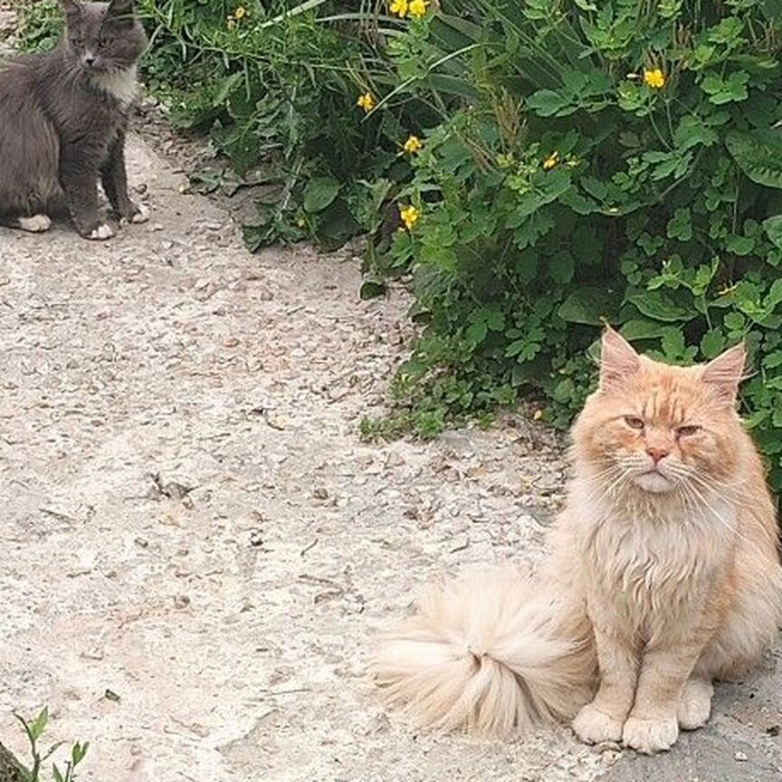 Котята мейн-кун метис