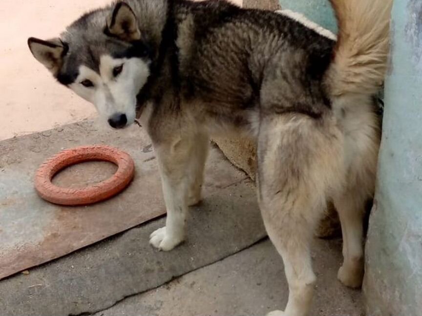 Собака в добрые руки хаски